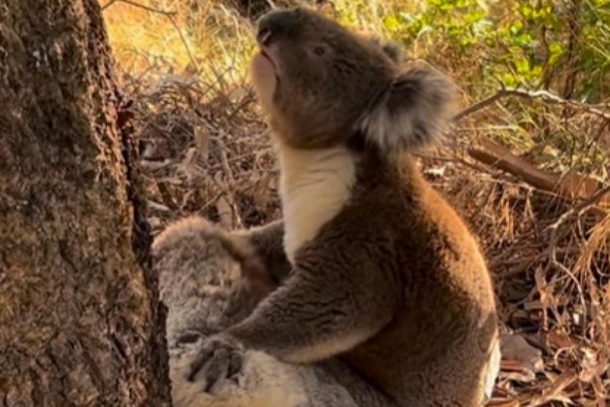VÍDEO: Cena rara de coala macho abraçando fêmea falecida viraliza e ...