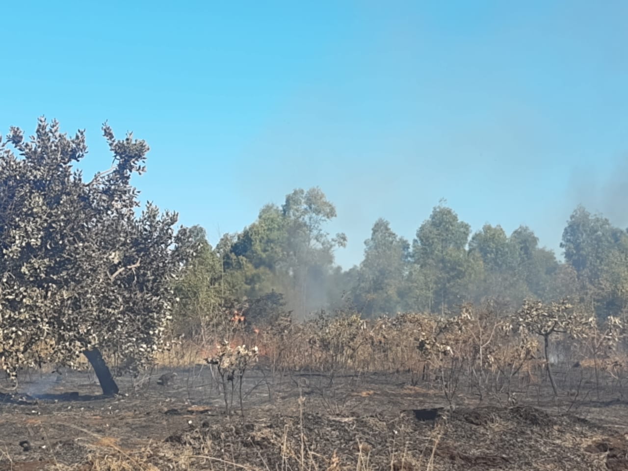 Incêndios consomem área de mata e terreno em extremos de Franca