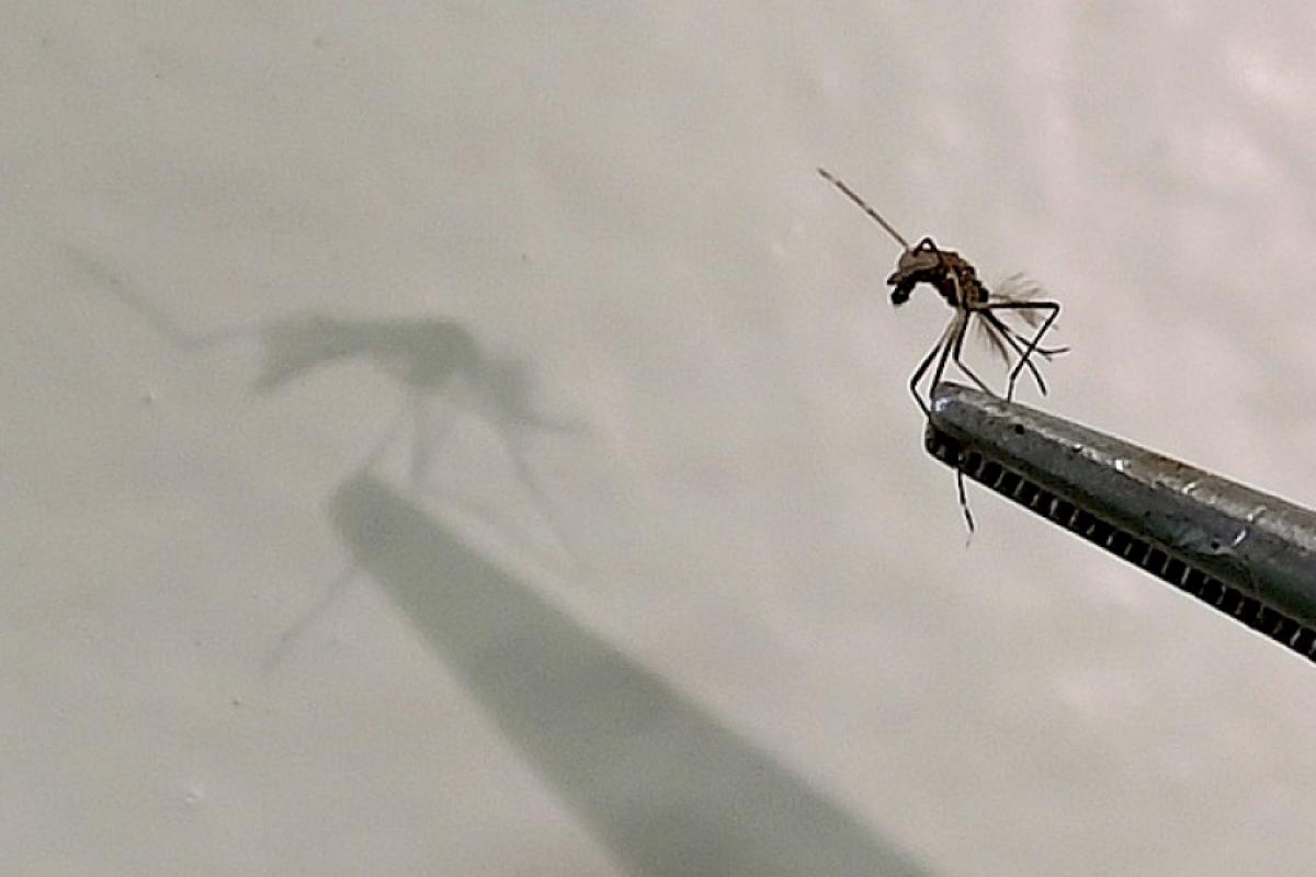 Dengue avança em Campinas com quase 2 mil casos confirmados