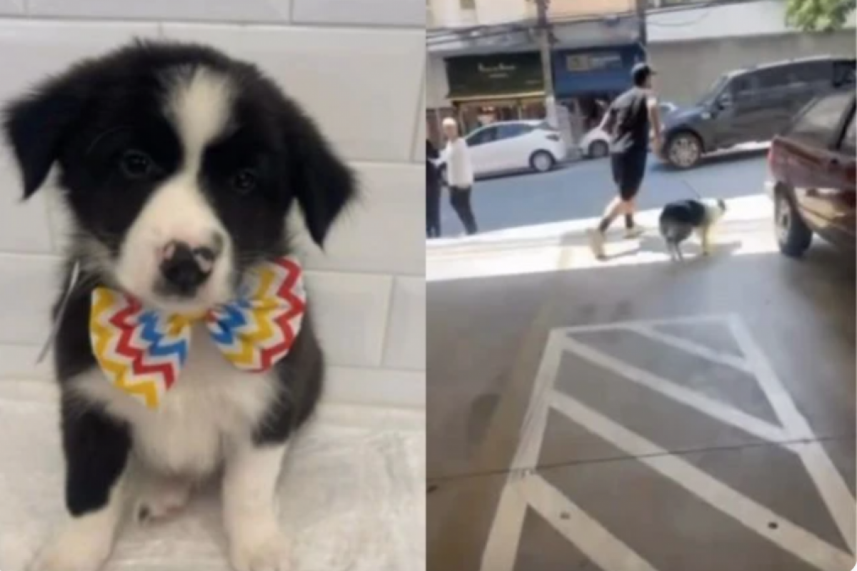 Homem de Campos do Jordão furta filhote de pet shop em S. Paulo