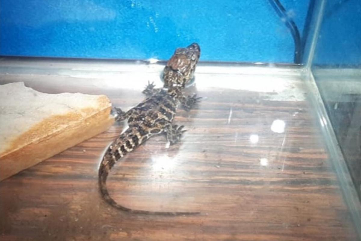Morador de Hortolândia é multado em R$ 7,9 mil por criar jacaré